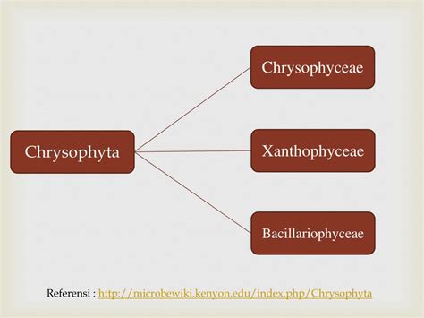 Ppt Chrysophyta Powerpoint Presentation Free Download Id2391807