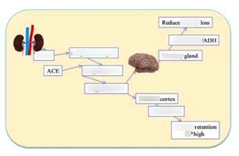 Kidney Function SDL RAAS Diagram Quizlet