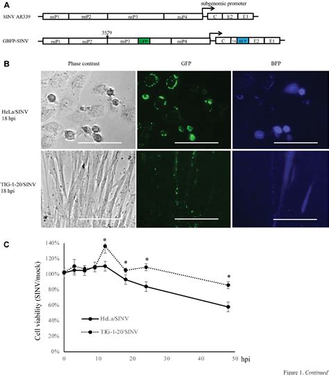 Figure 1 From Pkr Nf κb Pathway Upstream Of Ifn β Induction Is