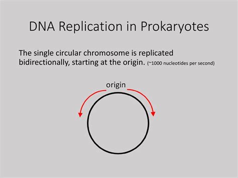 Dna Structure And Function Ppt Download
