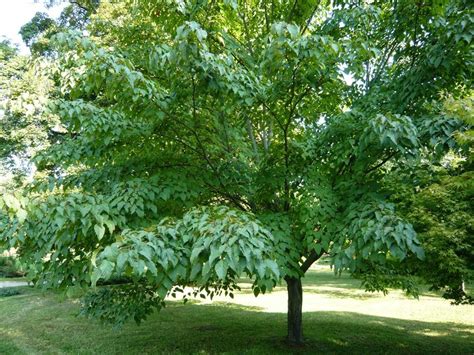 Arte Y JardinerÍa DiseÑo De Jardines Arboles Para Jardines PequeÑos