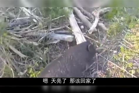 二师兄醉倒路边，男子使坏，一下子将它推下山坡，却意外帮助了它男子山坡
