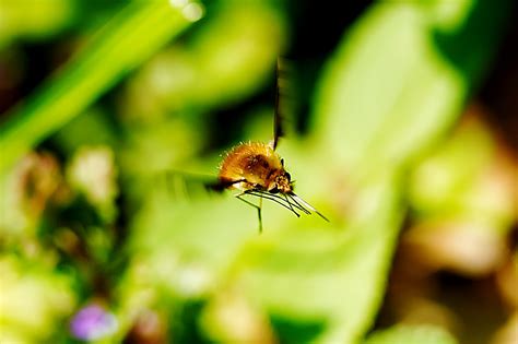 Canon EF S 60mm F2 8 Macro USM Sample Photo C5QTE2i6h9 ExploreCams