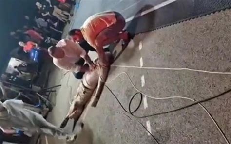 Šobot Spasio život čovjeku Objavljen Snimak Faktor Magazin