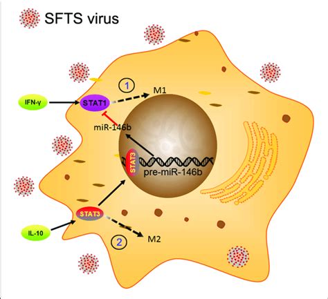 Schematic Diagram Showing The Roles Of Mir 146b In The Regulation Of