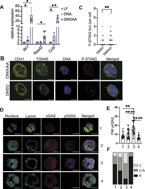 Megakaryocytes Possess A Sting Pathway That Is Transferred To Platelets To Potentiate Activation