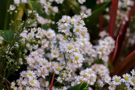 How To Grow And Care For Asters