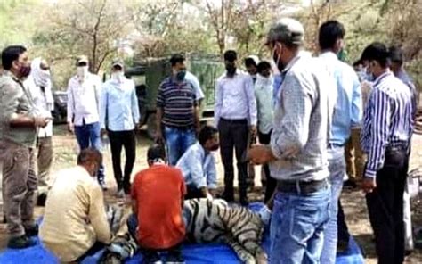 Tigress T69s Cub Dies In Ranthambore Fear Of Conflict With Male Tiger