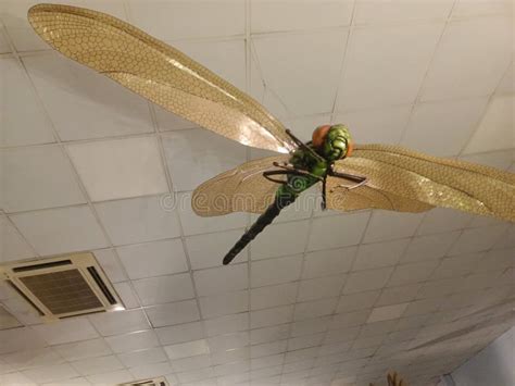 Decorative Bird On The Ceiling Stock Image Image Of Bird Moth 284889345