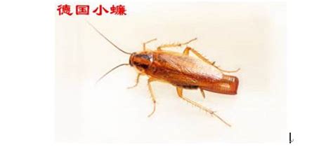 和蟑螂长得很像的虫子 哔哩哔哩