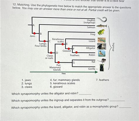 Solved Matching Use The Phylogenetic Tree Below To Match