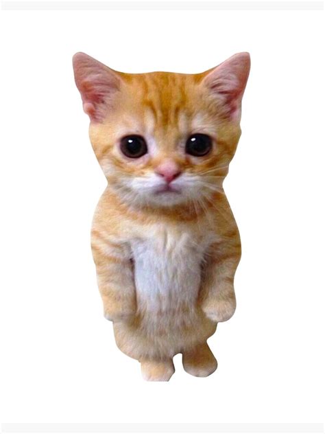 El Gato Cute Cats El Gato An Adorable Compilation Video
