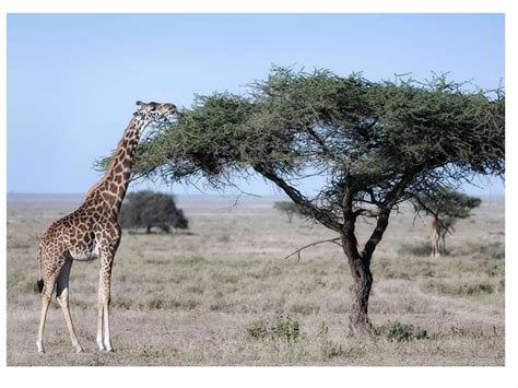 Lumpy Skin Disease Pptx Skin And Dermatology Diseases And Conditions