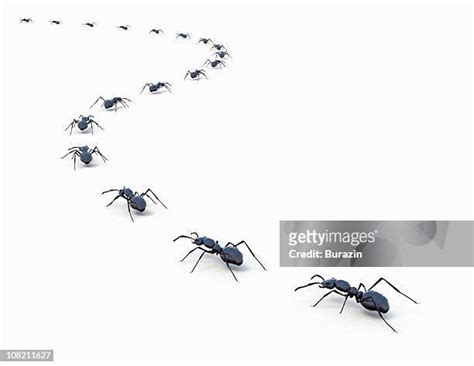 Ants Marching Photos And Premium High Res Pictures Getty Images