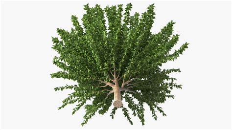 Fruitless Mulberry Tree 3d Model 49 3ds Blend C4d Fbx Max Ma
