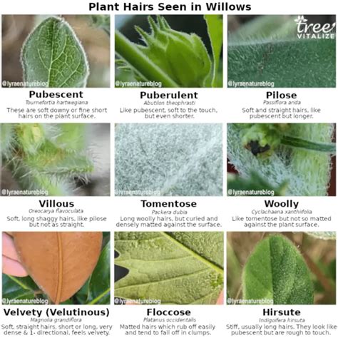 16 Different Types Of Willow Trees And Identifying Features