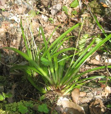 皿ヶ嶺の植物図鑑 ミヤマカンスゲ