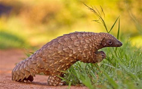 Pangolins Luck Needs More Than Armor IUCN World Congress