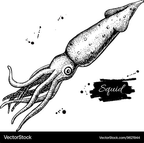 Squid Drawing Outline