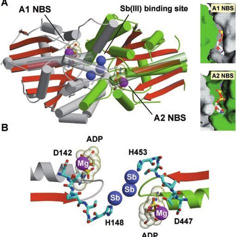 Soft Metal Atpases Of E Coli Right Zinc Ions Are Accumulated By The