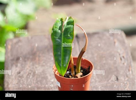 Philodendron Billietiae Orange Stem Petiole Top Cutting Propagated In