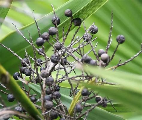 How To Grow And Care For Dwarf Palmetto Palm Tree