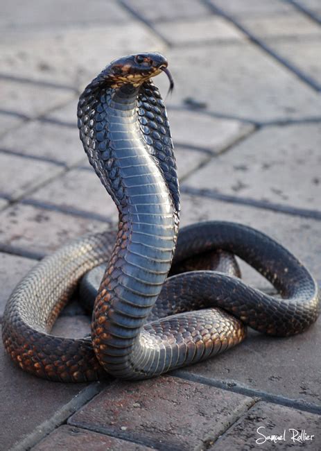 Cobra Royal