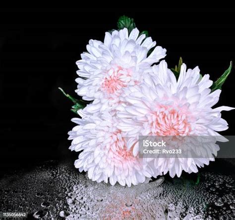 반사를 가진 까만 배경에 분홍색이 슬 국화 꽃을 가진 3 개의 백색 0명에 대한 스톡 사진 및 기타 이미지 0명 개념 건강관리와 의술 Istock