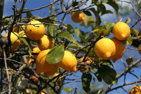 Como podar pé de limão Faça a poda do modo correto e tenha mais frutos