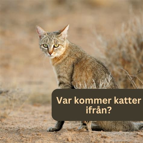 Var Kommer Katter Ifrån Tassarna