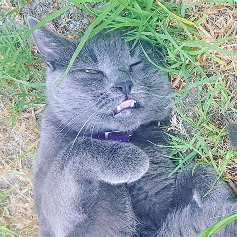 Should I Microchip My Cat Thecatsite