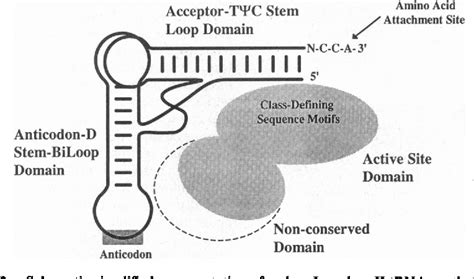 Figure 2 From An Operational Rna Code For Amino Acids And Possible