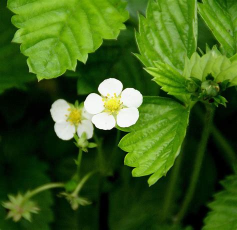 Erdbeerblüten Strawberry Blossoms Fragaria Hen Magonza Flickr