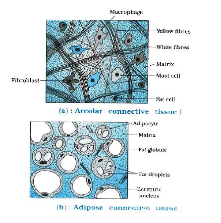 Loose Connective Areolar Tissue Areolar And Loose Connective Tissue