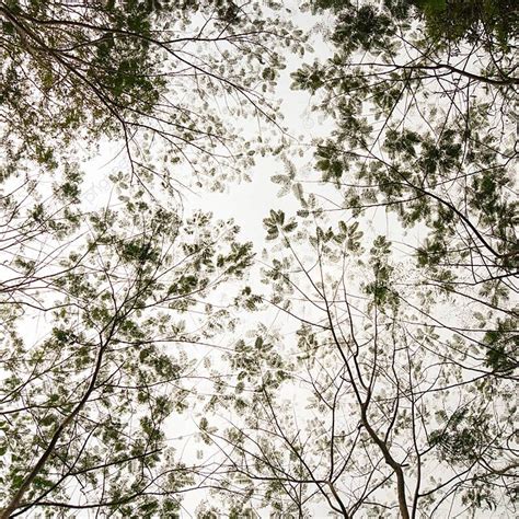 Abstract Tree Canopy Background Forest Canopy Black Photo And Picture