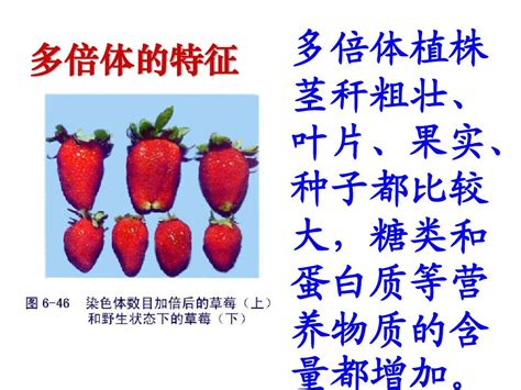 多倍体育种和单倍体育种 word文档在线阅读与下载 无忧文档