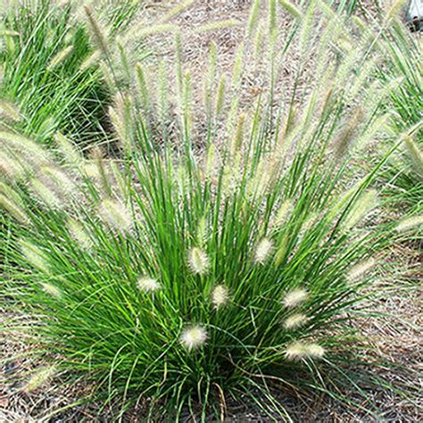 Pennisetum Hameln Johnson Nursery Corporation