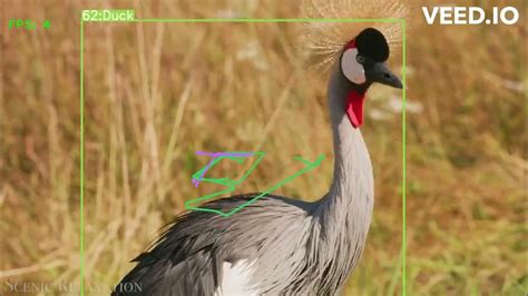 Using Yolov7 And Deepsort To Classify And Track Animals Youtube