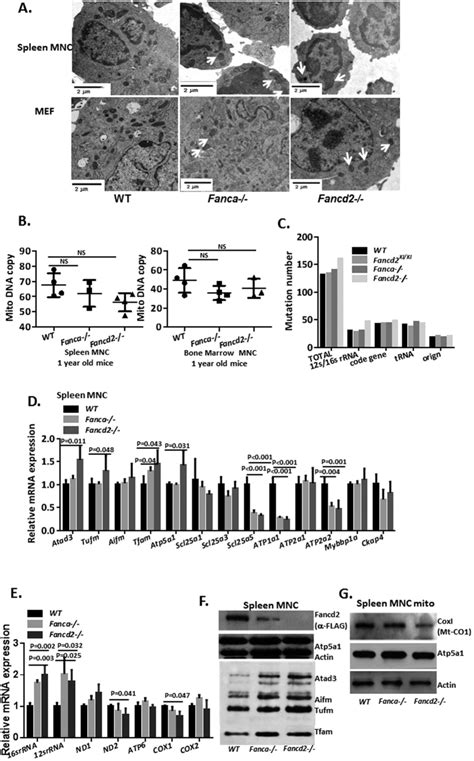 Fancd2 In Vivo Interaction Network Reveals A Non Canonical Role In