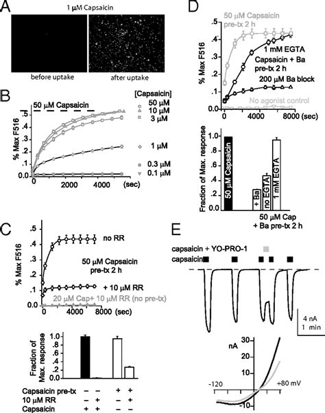 Activity Dependent Targeting Of Trpv1 With A Pore Permeating Capsaicin