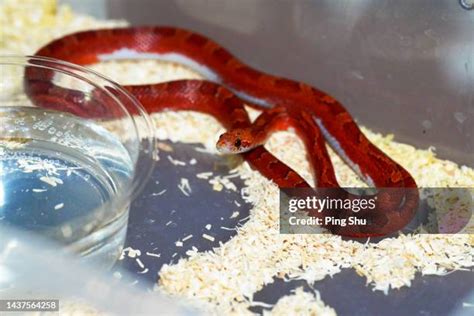 Huge Python Photos And Premium High Res Pictures Getty Images