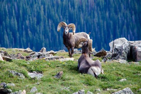 Big Horn Sheep Grazing In Colorado Stock Image Image Of Bighorn