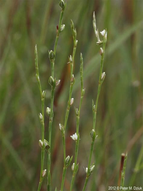 Polygonum Tenue Slender Knotweed Minnesota Wildflowers