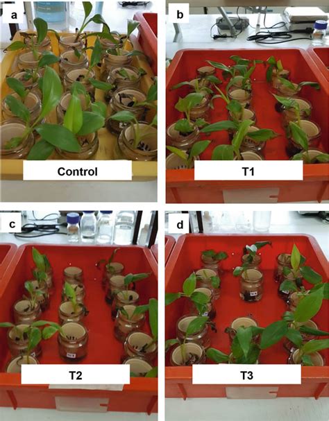 11 Disease Scoring Observation On Leaves Symptomatic Responses After