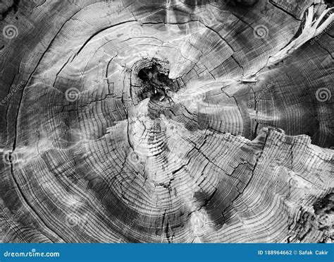 Tree Ring Abstract Background Stock Photo Image Of Backgrounds Concentric 188964662