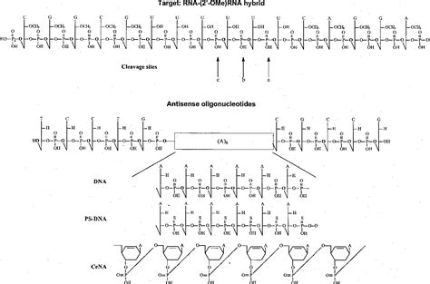 Figure 2 From Rnase H Mediated Cleavage Of Rna By Cyclohexene Nucleic