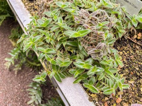 Ears Or Cyanotis Somaliensis Plant In Saint Gallen In Switzerland Stock