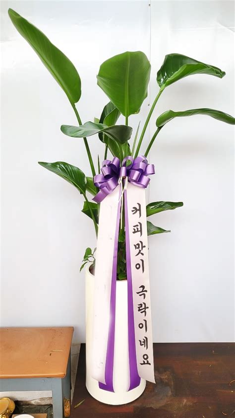 배송사진 여인초 바른플라워