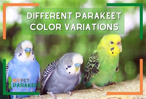 Different Parakeet Color Variations Artofit