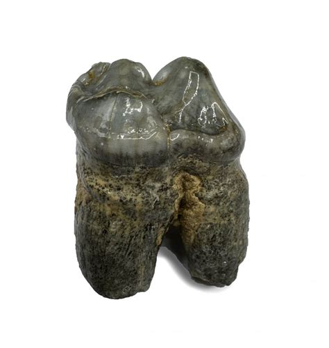 Fossils For Sale Fossils Fossil Cave Bear Molar Tooth From